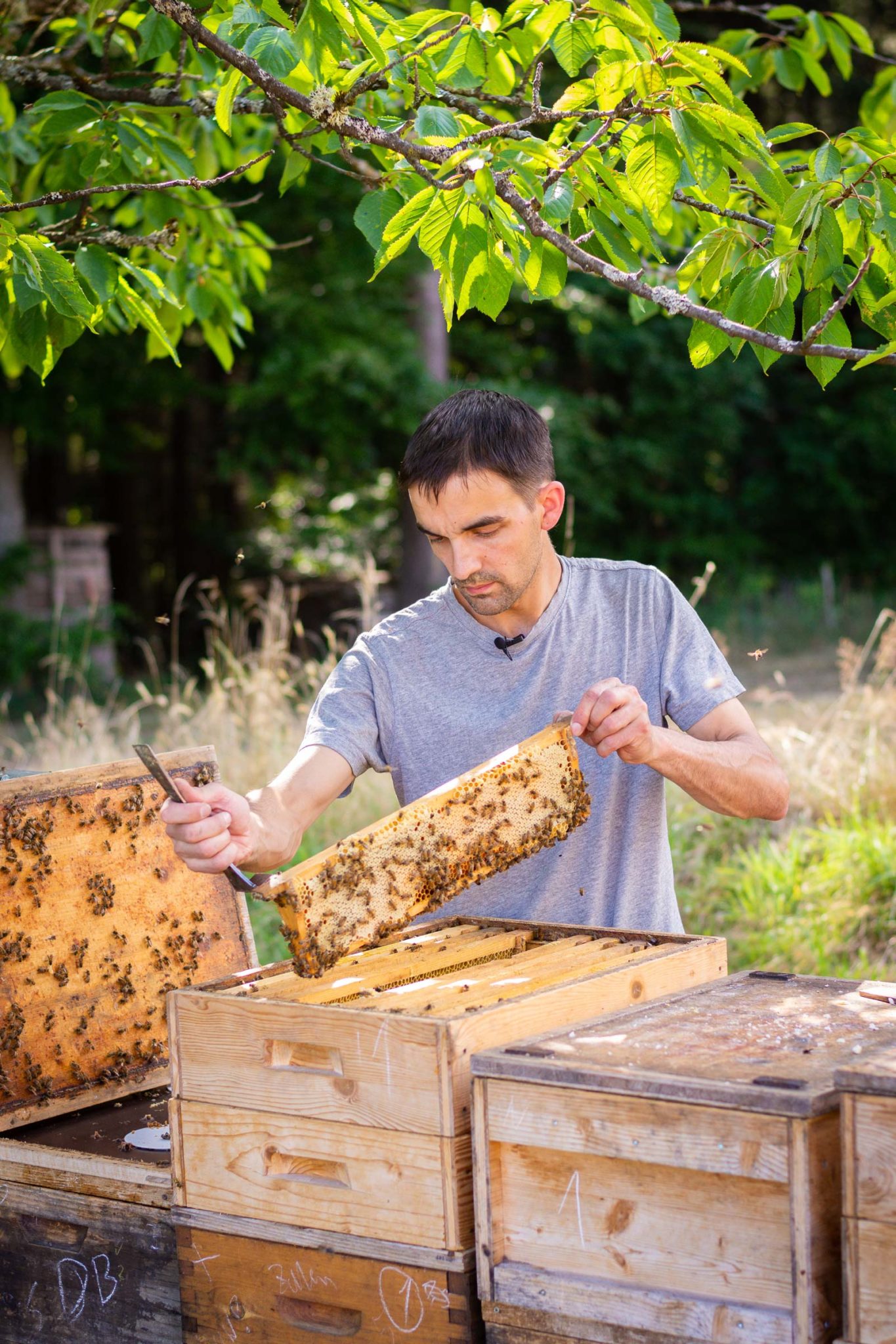 Honig aus dem Schwarzwald und Breisgau – REWE Dieter Schneider